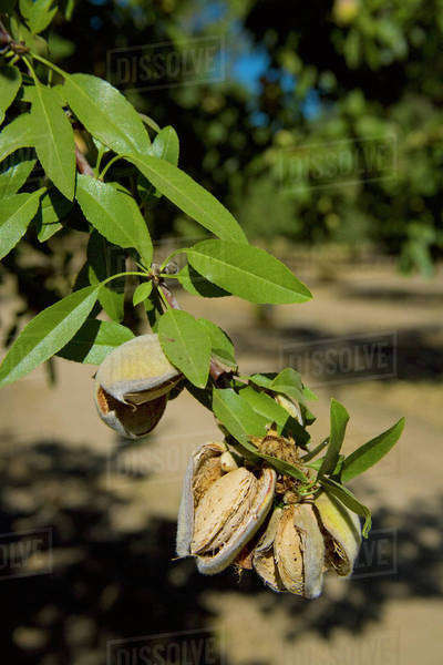 Agriculture- Almonds on tree with husks open and ready for harvest ...