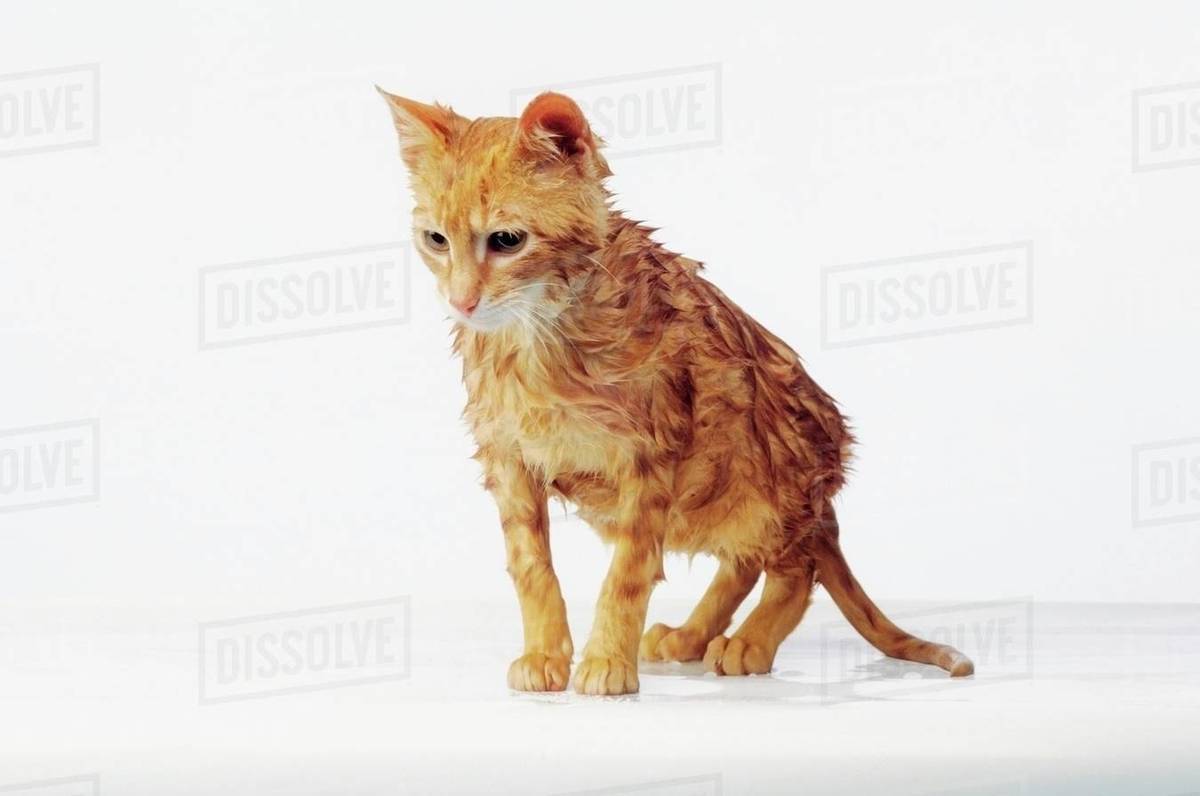 Wet Kitten - Stock Photo - Dissolve