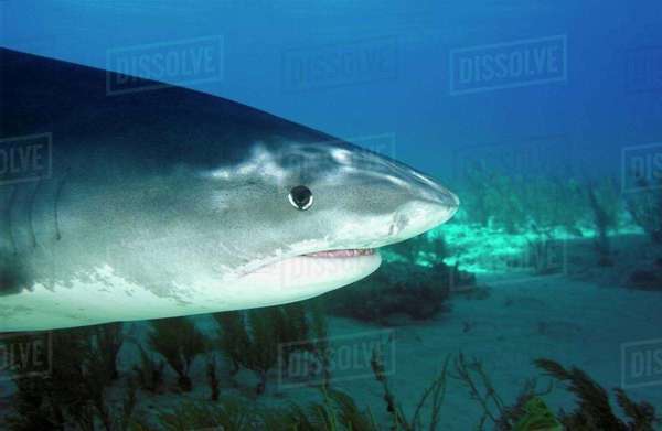 Side View Of Tiger Shark, Galeocerdo Cuvier - Stock Photo - Dissolve