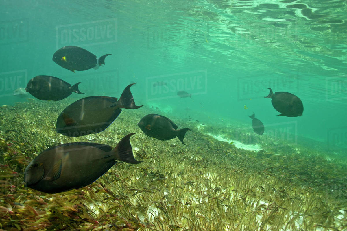 Reef fish swimming in the reef in the Indian Ocean off of Aldabra ...