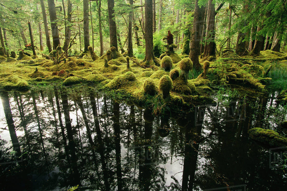 Moss-covered stumps in a temperate rain forest, Nailoon Park, Queen ...