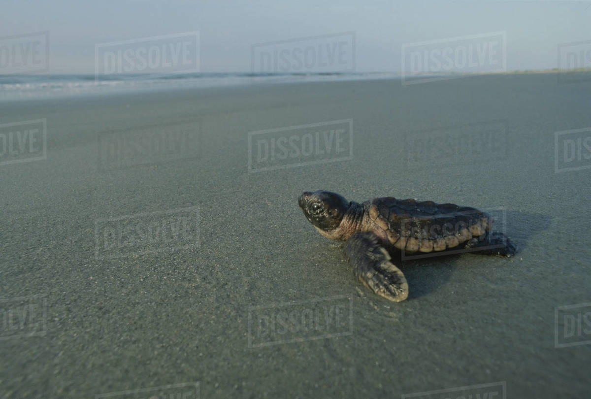 Newly-hatched Loggerhead sea turtle (Caretta caretta) moving towards ...