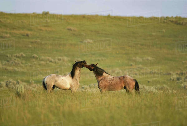 Wild horses frolic on grasslands in Theodore Roosevelt National Park ...