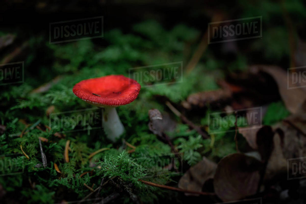 Red Mushroom (Russula emetica) in moss on forest floor; Annapolis ...