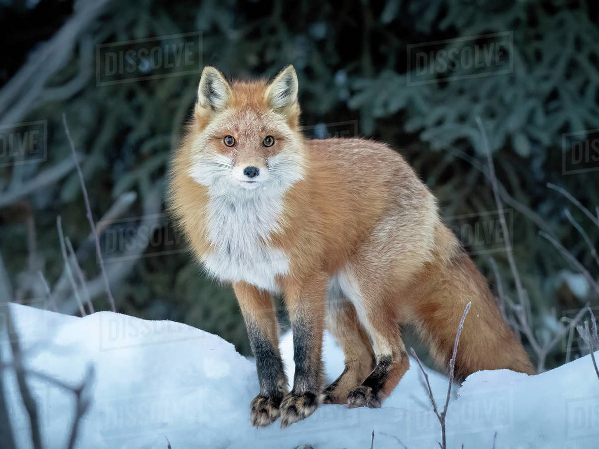 Close-up portrait of a red fox (Vulpes vulpes) faces the photographer ...