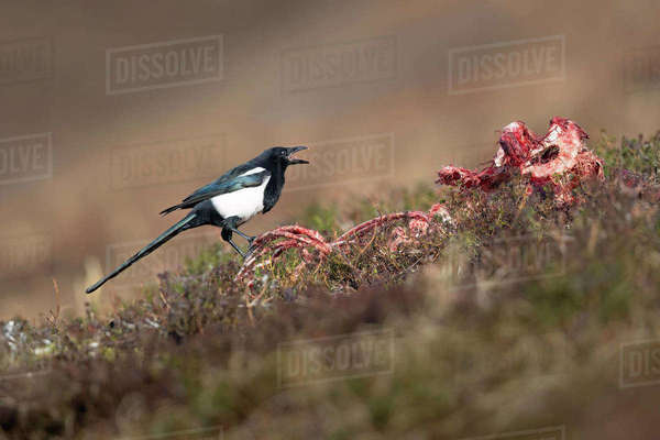 A black-billed magpie (Pica hudsonia) picks the bones of a dead Dall ...