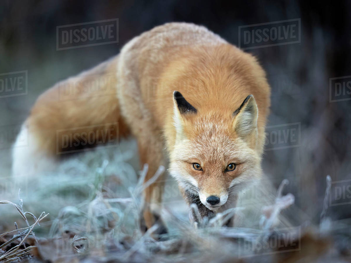 Portrait of a red fox (Vulpes vulpes) standing in the grass watching ...