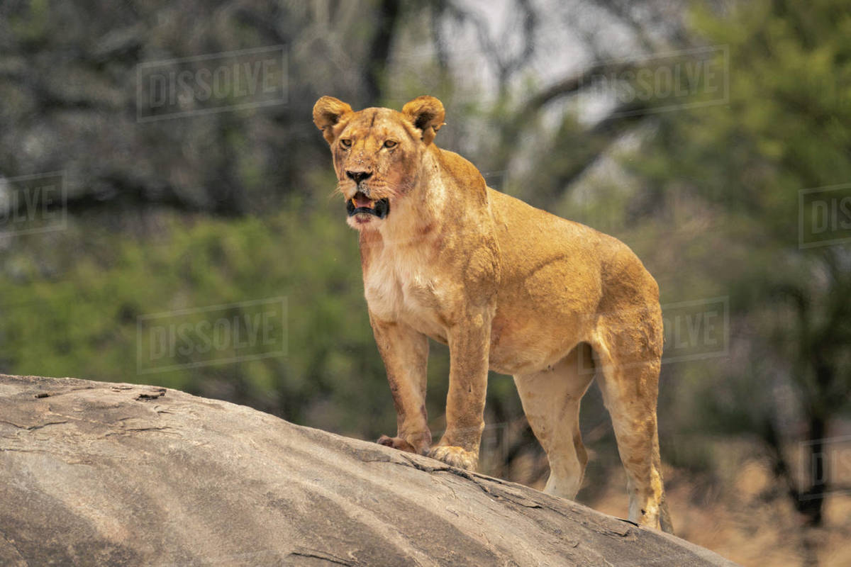 Blood-stained lioness (Panthera leo) stands on kopje by trees in ...