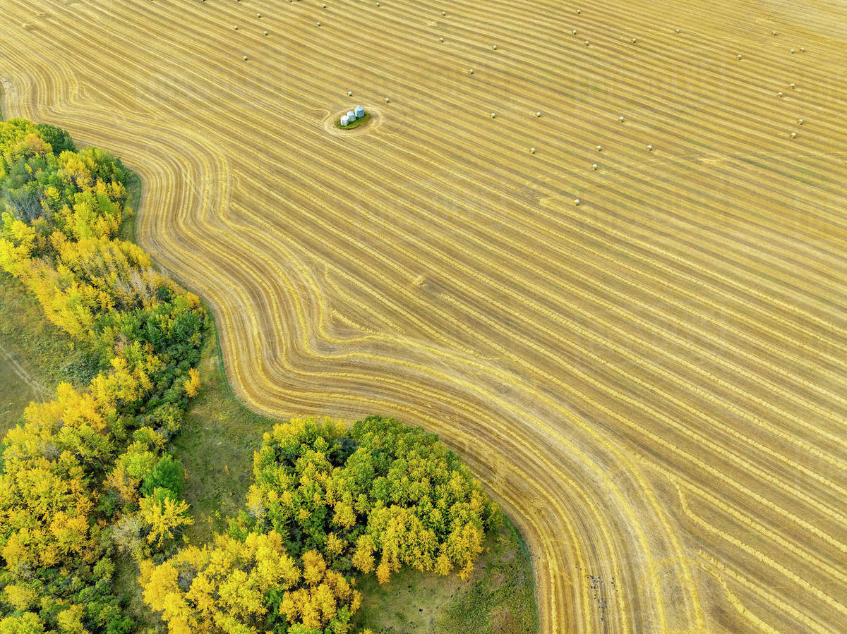 Aerial view of a cut golden grain field at harvest with colourful fall ...