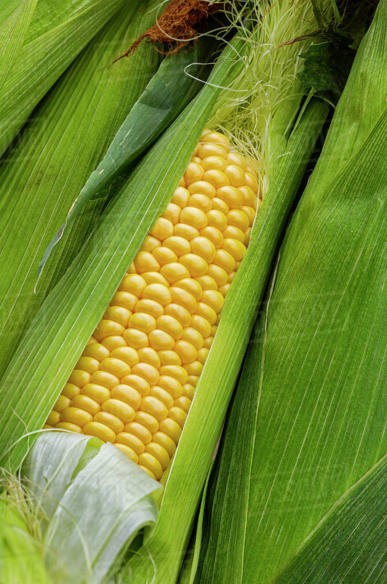 Close up of corn cobs with an open ear showing golden yellow kernels ...