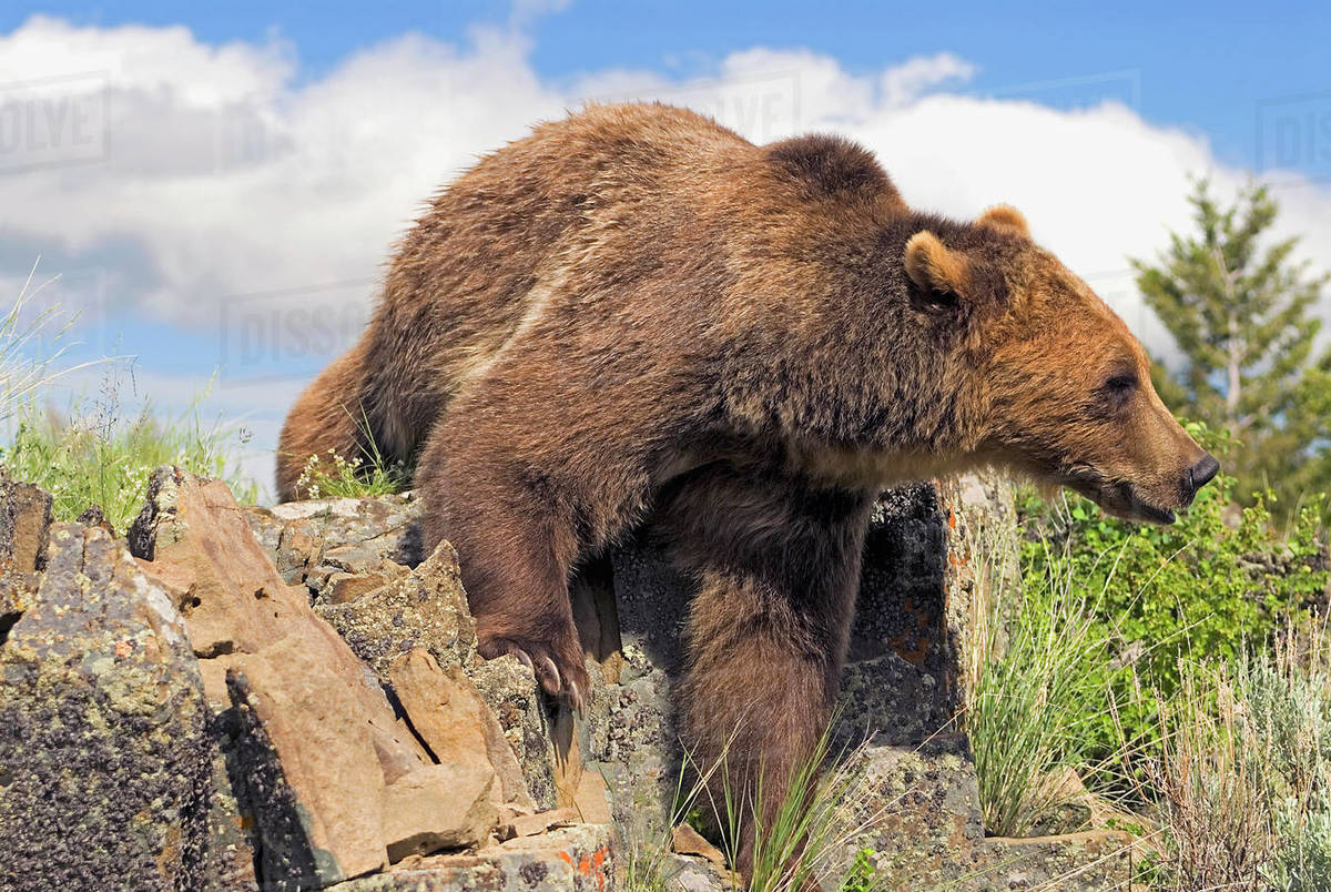 Grizzly Bear Coming Over Ridge - Stock Photo - Dissolve