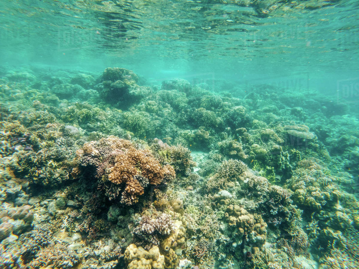 Coral reef in aquamarine coloured ocean water in the Molucca Sea at ...