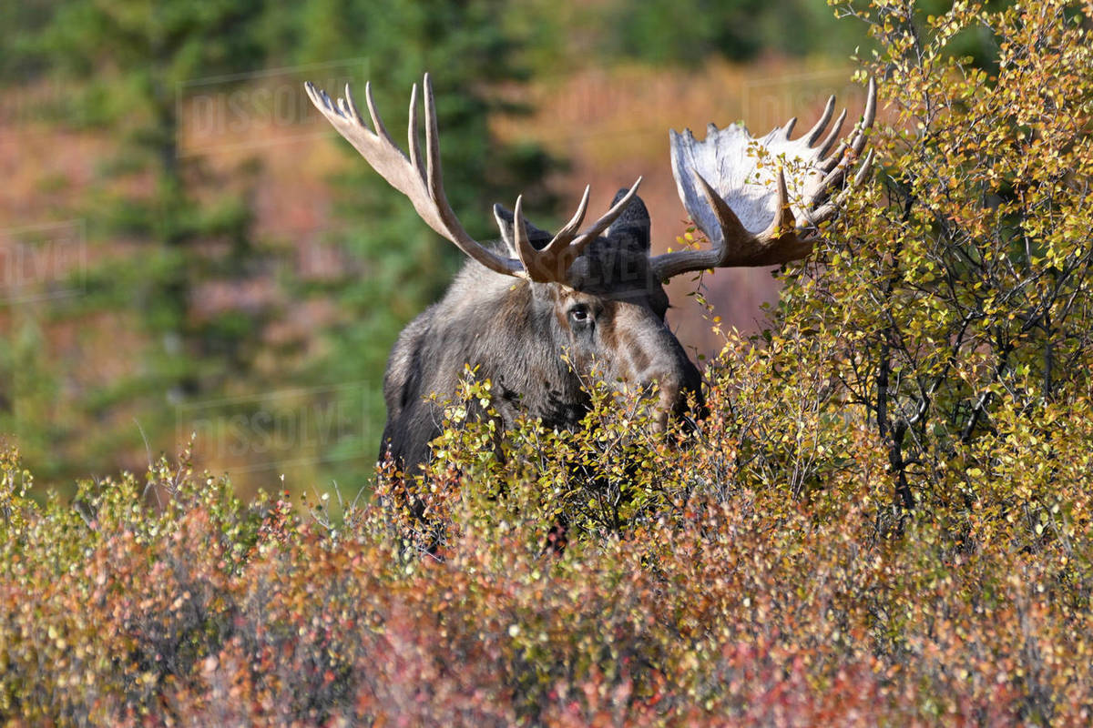 Portrait of a giant bull moose (Alces alces) standing in woodland ...