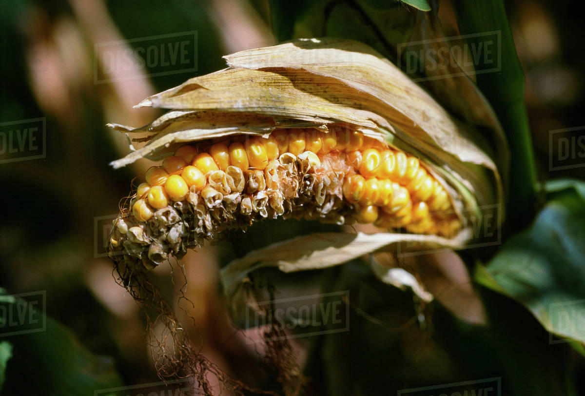 Agriculture - Closeup of an ear of distressed and dying mid growth ...