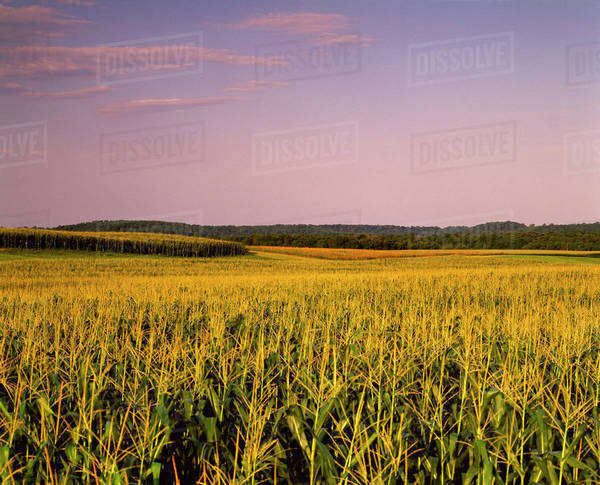 Agriculture - Mid growth fully tasseled rolling grain corn field in ...