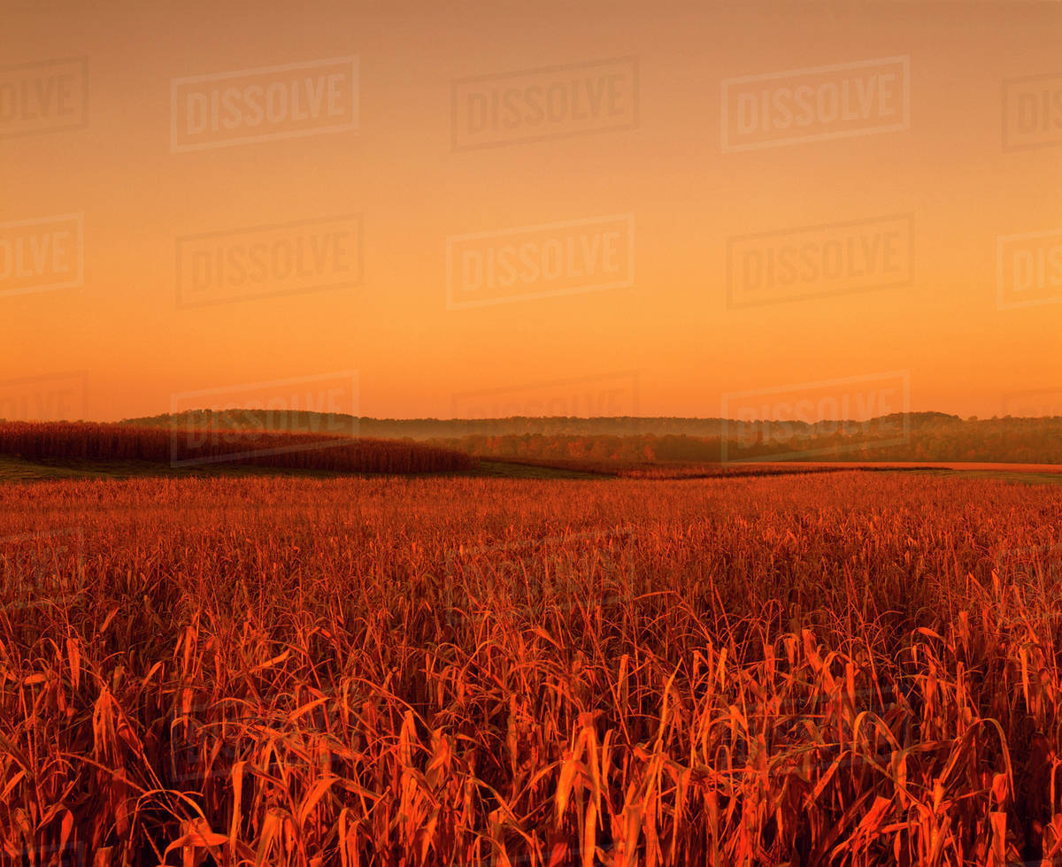 Agriculture - Mature, harvest ready, rolling grain corn field in late ...