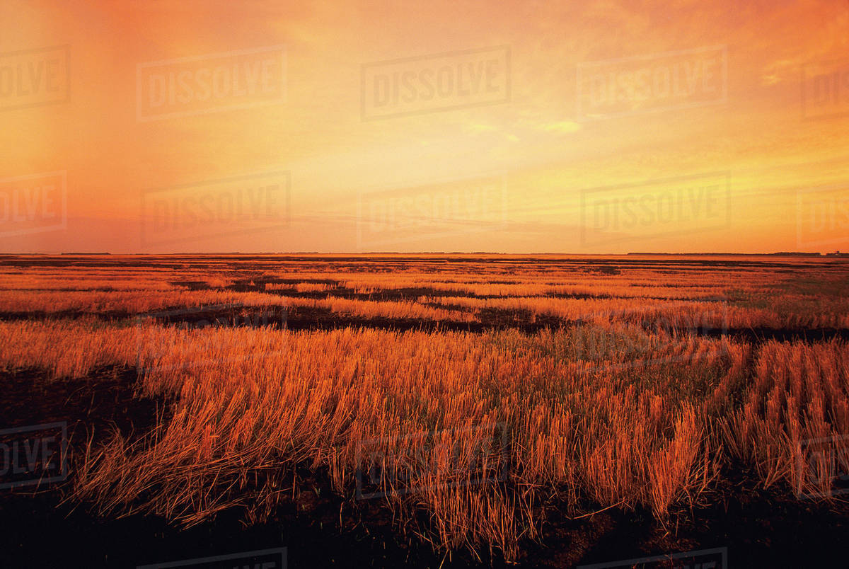Agriculture - Fresh burn scars in wheat stubble. Wheat stubble is ...