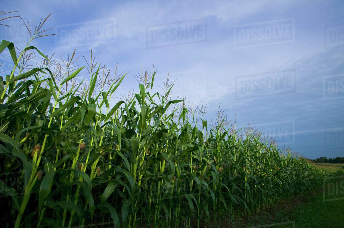 Agriculture - View looking down along the edge of a mid growth fully ...
