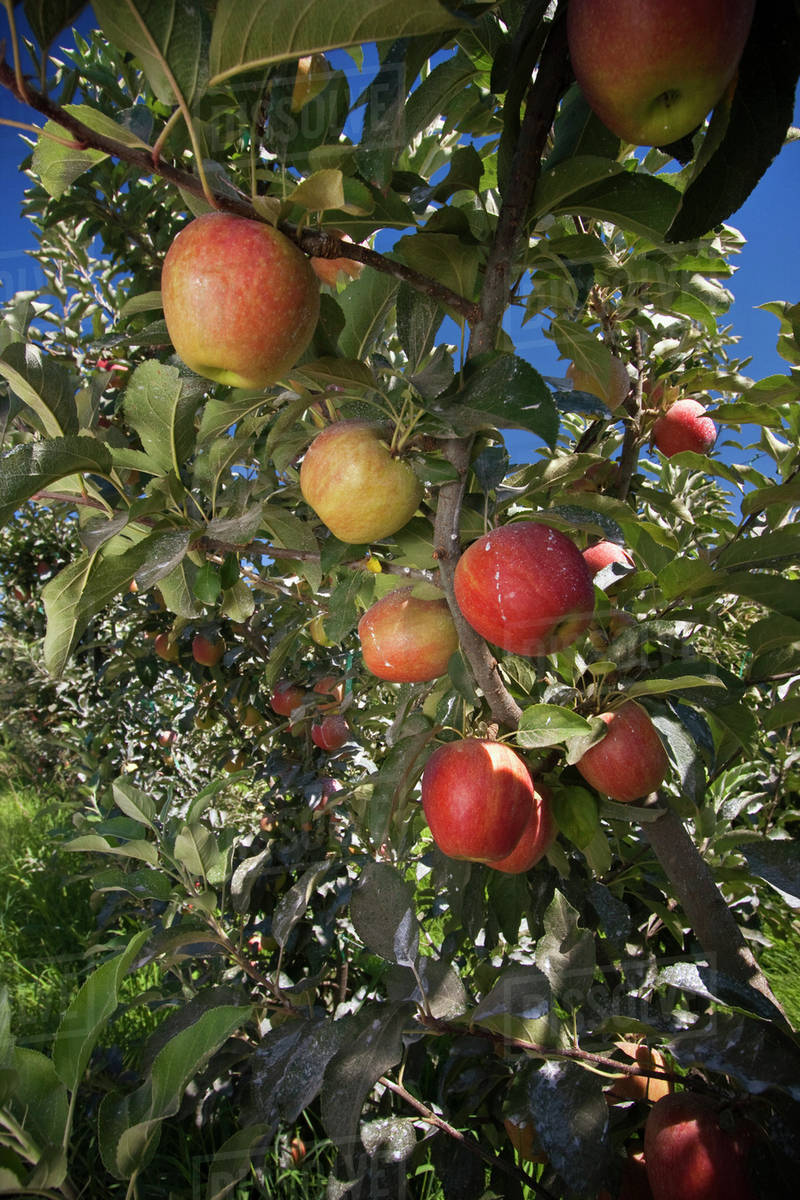Agriculture - Mature Buckeye Gala apples on the tree with a coating of ...