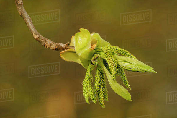 New leaves growing on a hickory tree in springtime;Ohio united states ...