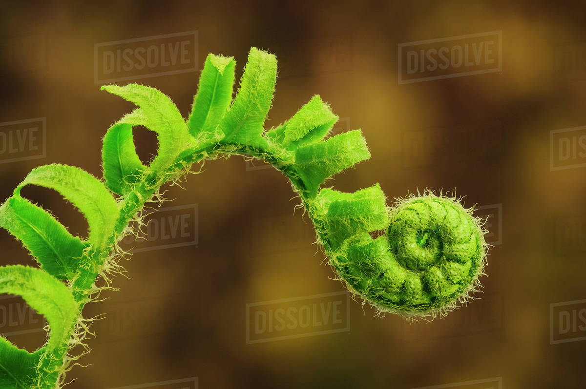 Close up of a fern opening a new leaf in springtime;Ohio united states ...