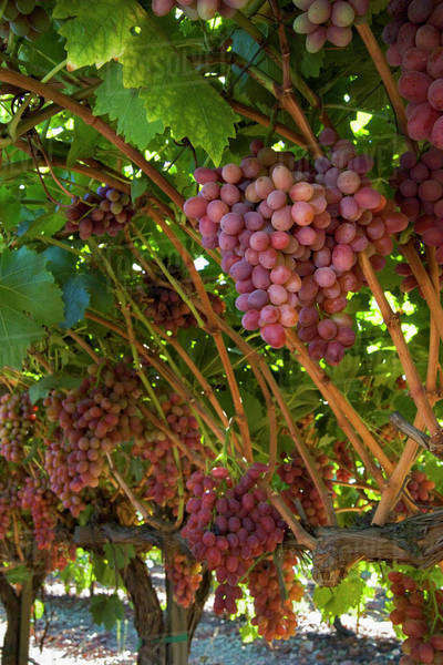 Agriculture - Clusters of mature, harvest ready, Crimson Seedless table ...