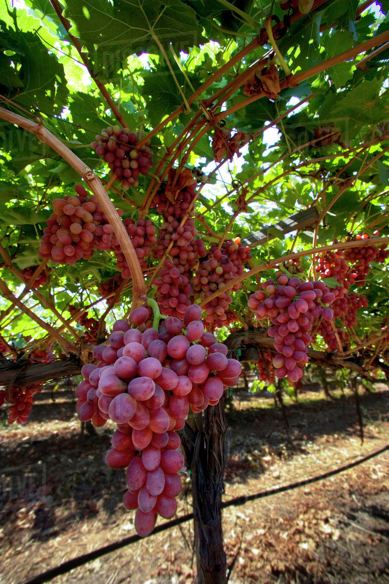 Agriculture - Clusters of mature, harvest ready, Crimson Seedless table ...
