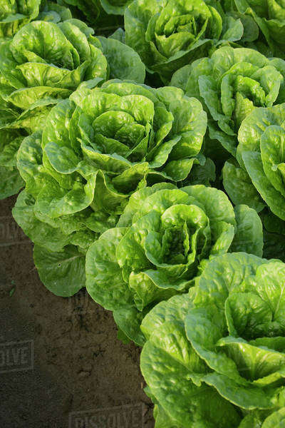 Agriculture - Closeup of heads of healthy mature Romaine lettuce ...