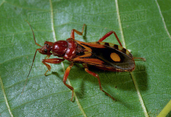 Agriculture - Beneficial insect, Western Corsair (Rasahus thoracicus ...