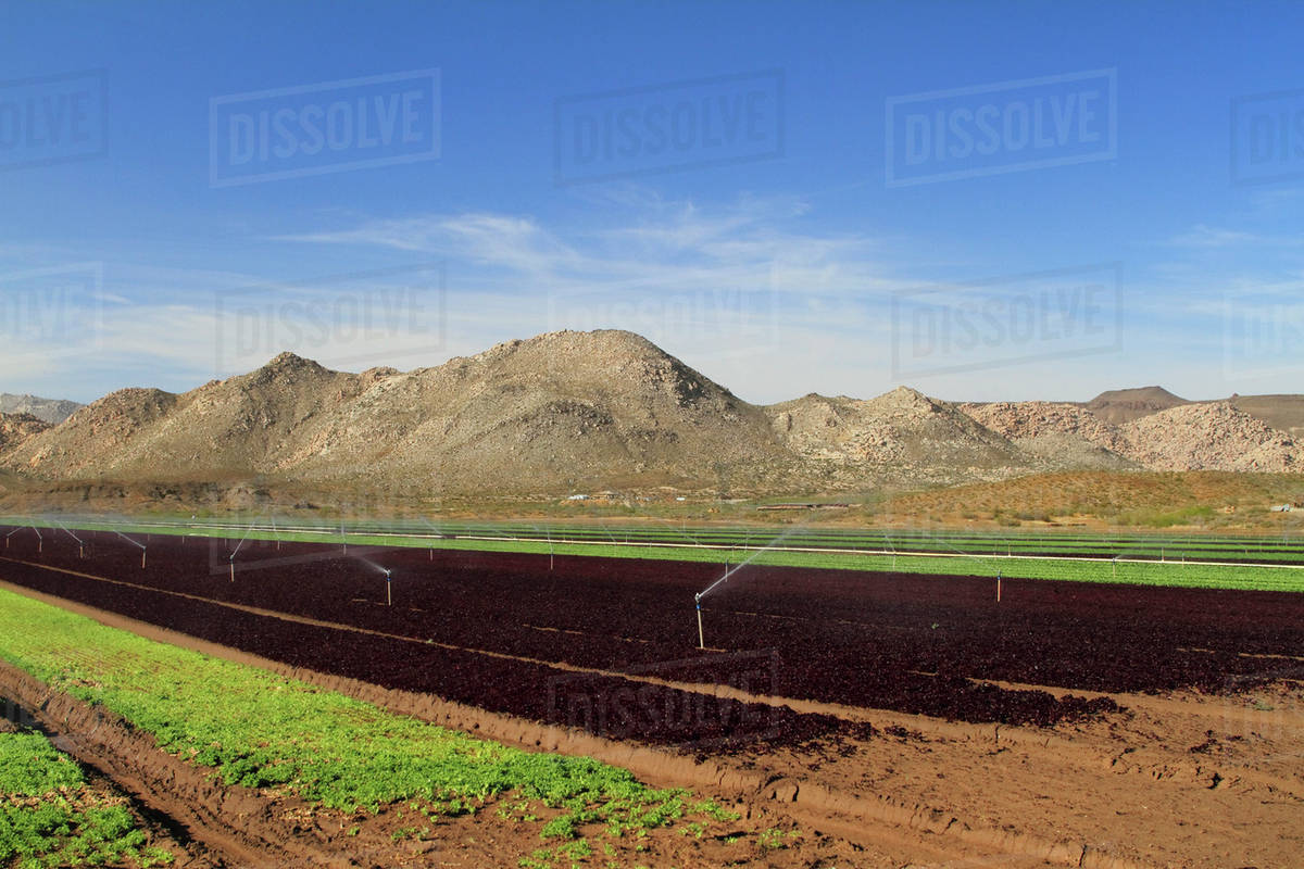 Agriculture - Organic Baby Leaf lettuce (Spring Mix) field being ...