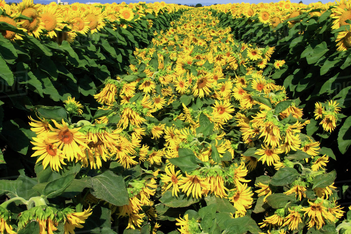 Agriculture - Rows of male (center) and female (sides) blooming ...