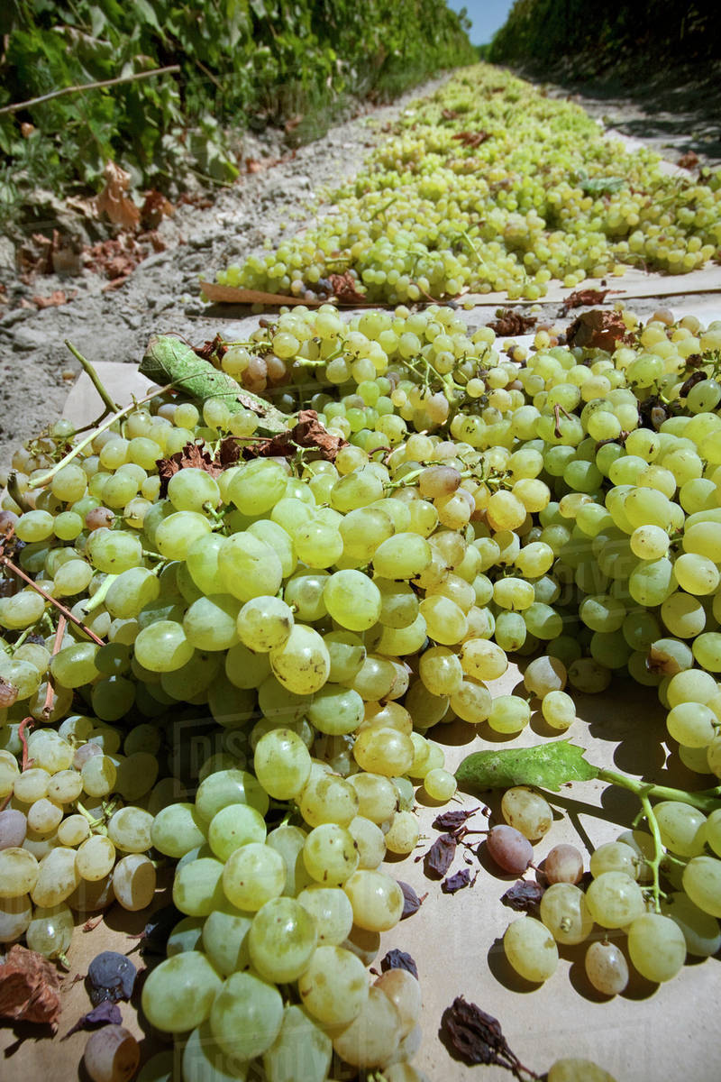 Agriculture - Closeup of harvested Thompson Seedless grapes laid out on ...