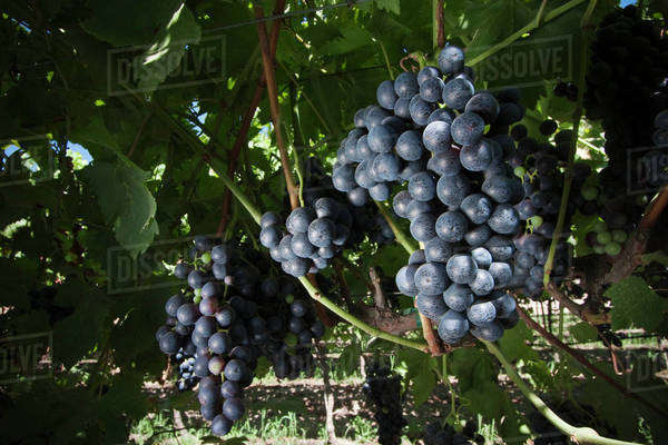 Agriculture - Mature Summer Royal seedless table grape clusters on the ...