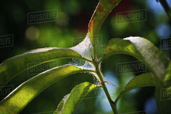 Agriculture - Pacific Spider Mites (Tetranychus pacificus) and their ...