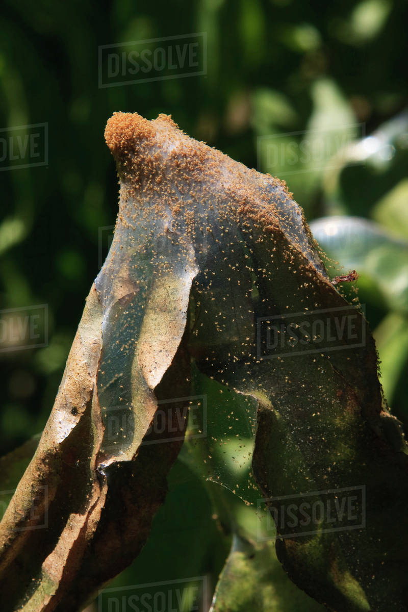 Agriculture - Closeup of Pacific Spider Mites (Tetranychus pacificus ...