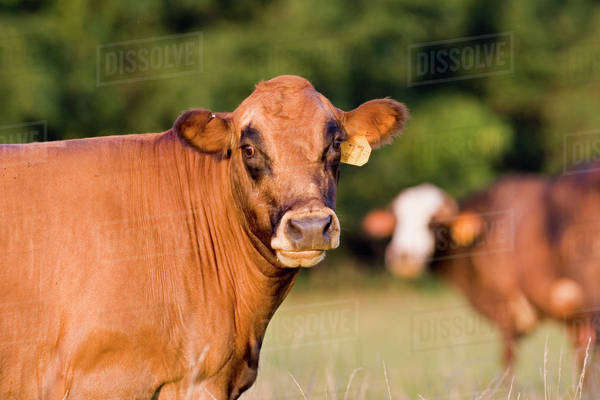 Livestock -Crossbred beef cows on a native prairie pasture / Childress ...