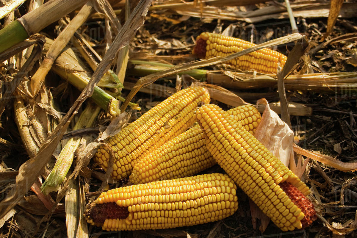 Agriculture - Mature, harvest ready, ears of grain corn left on the ...