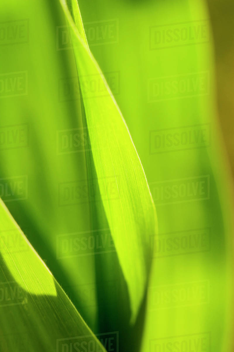 Agriculture Foliage Of A Pre Tassel Grain Corn Plant In Mid Spring Mississippi Usa Stock
