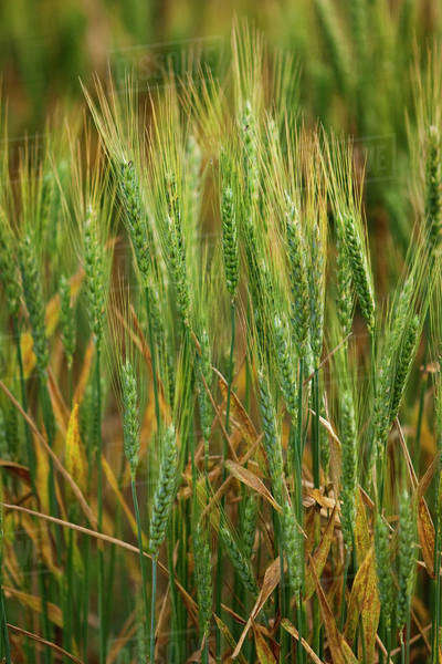 Agriculture - Maturing wheat infected with wheat leaf rust, also known ...