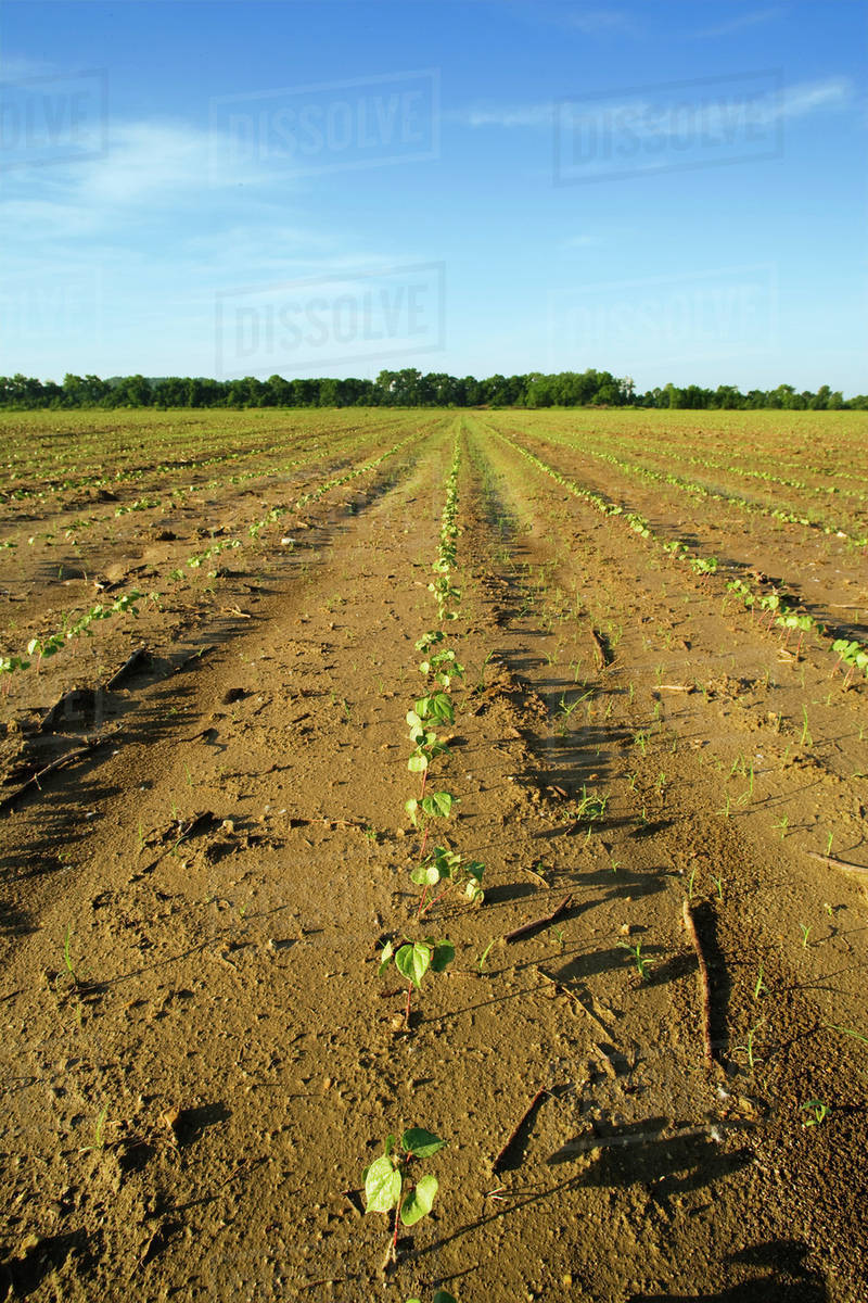 Agriculture - Field of early growth, four leaf stage cotton seedlings ...