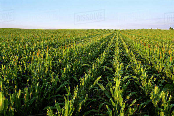 Agriculture - Seed corn production field showing one male row (with ...