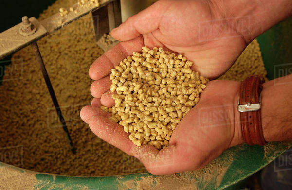 Livestock - A pork producer holds a handful of corn-based hog feed in a ...