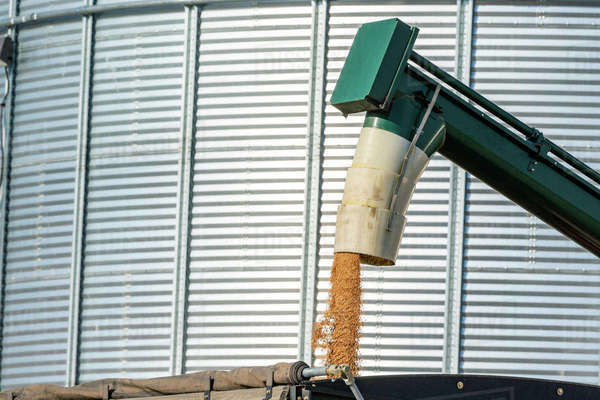 Close-up of a grain auger filling a truck with a large metal grain bin ...