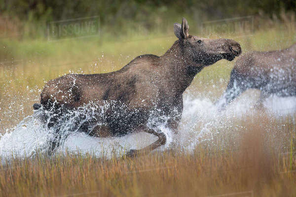 Cow moose bolt across a marsh after being approached by a bull seeking ...