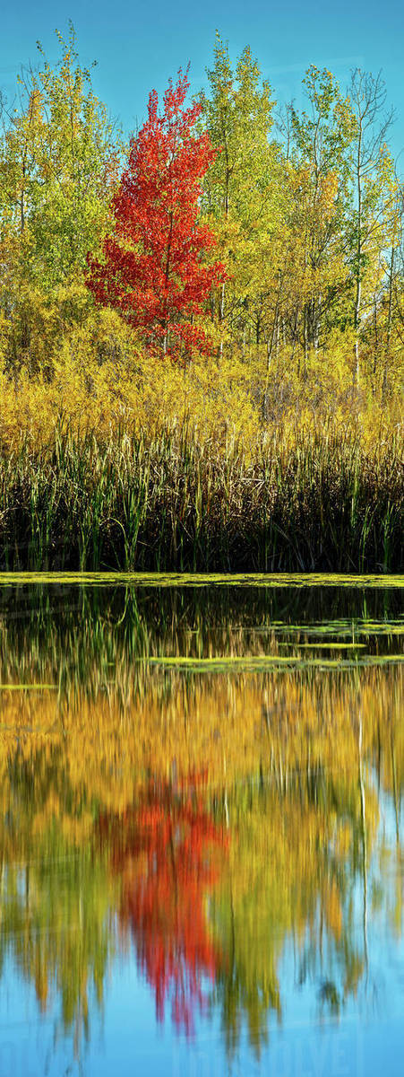 Grouping of fall coloured trees with one red coloured tree reflecting ...