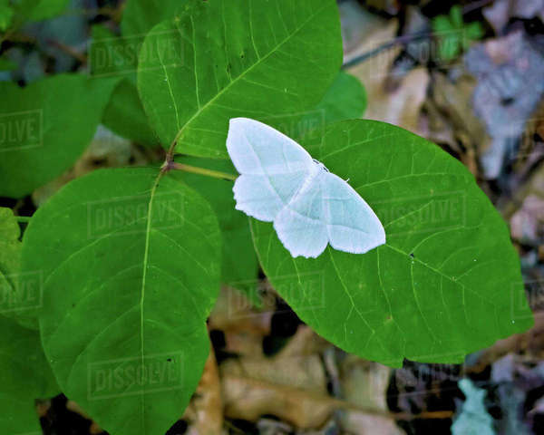 Small white moth (Lepidoptera) on a poison ivy leaf (Toxicodendron ...