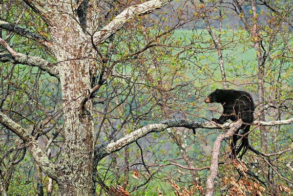 American black bear (Ursus americanus) sits on an intersection of high ...