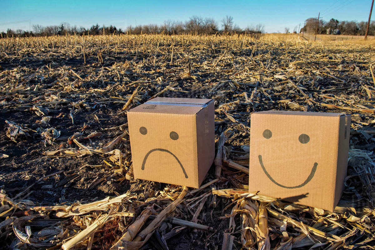 Happy and a sad box head sit in a rural corn field; Lincoln, Nebraska ...