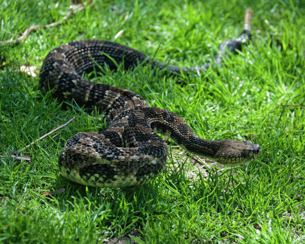 Eastern Timber Rattlesnake (Crotalus horridus) in green grass - Royalty ...