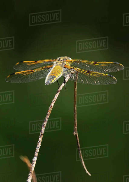 Rear view of a dragonfly resting on a twig with a green background ...